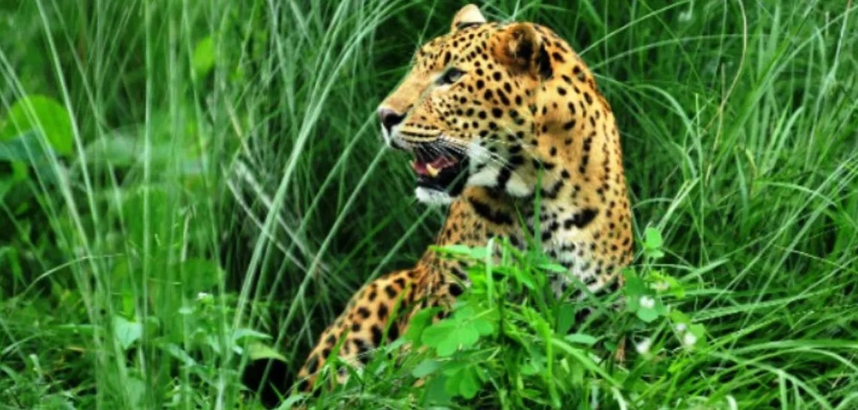 चितुवाको आक्रमणबाट बैतडीमा दुई जना घाइते - KhabarKhana